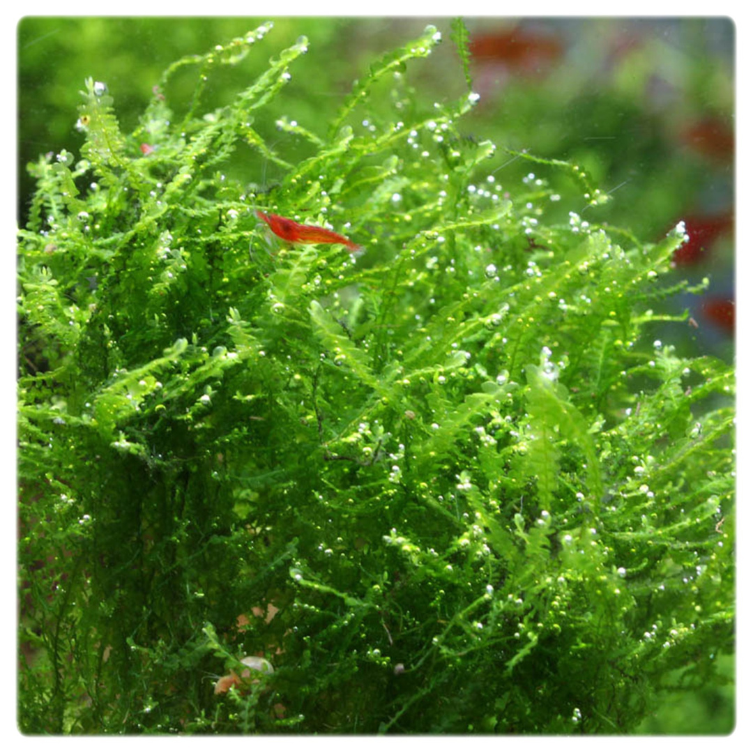 Mech Mini Perlen Moss (sp610) porcja in vitro